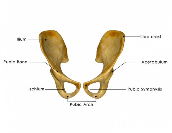 Ilium Anatomy