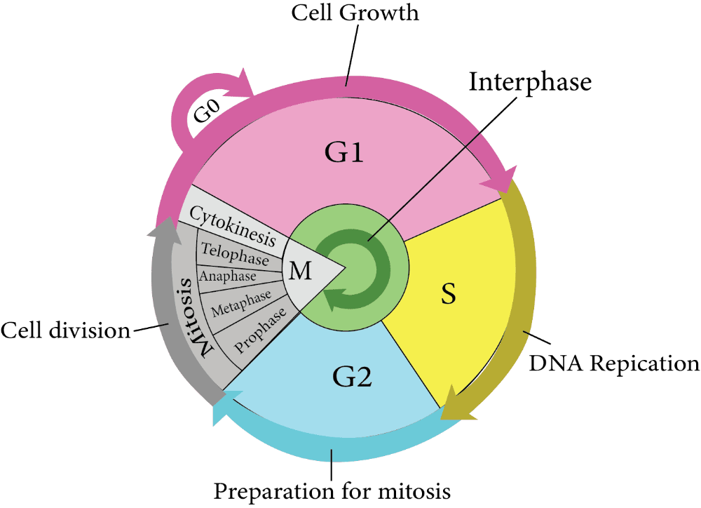 Cell Cycle Review Flashcards Easy Notecards