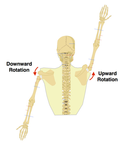 Upwardly Rotated Scapula