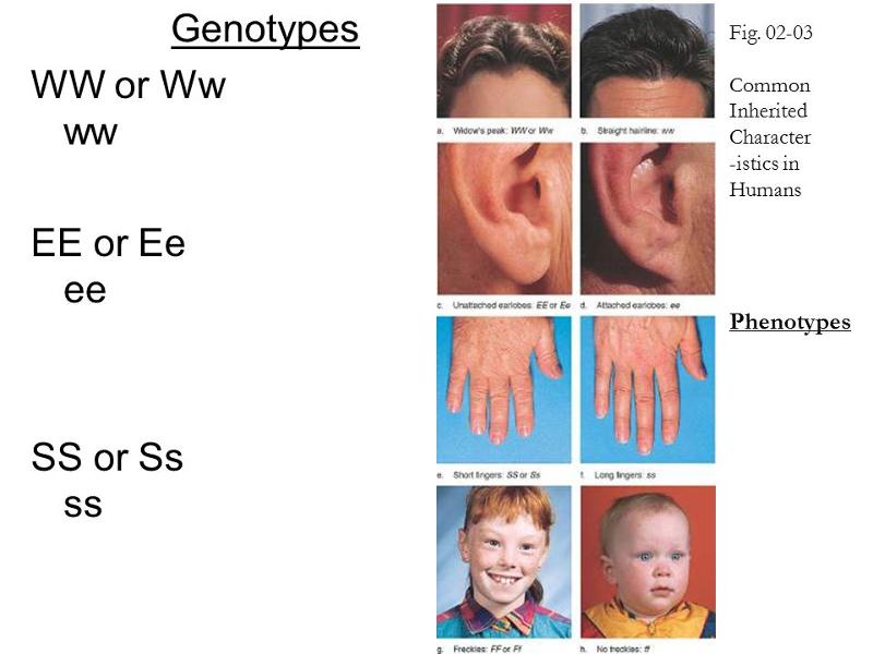 Heredity Examples