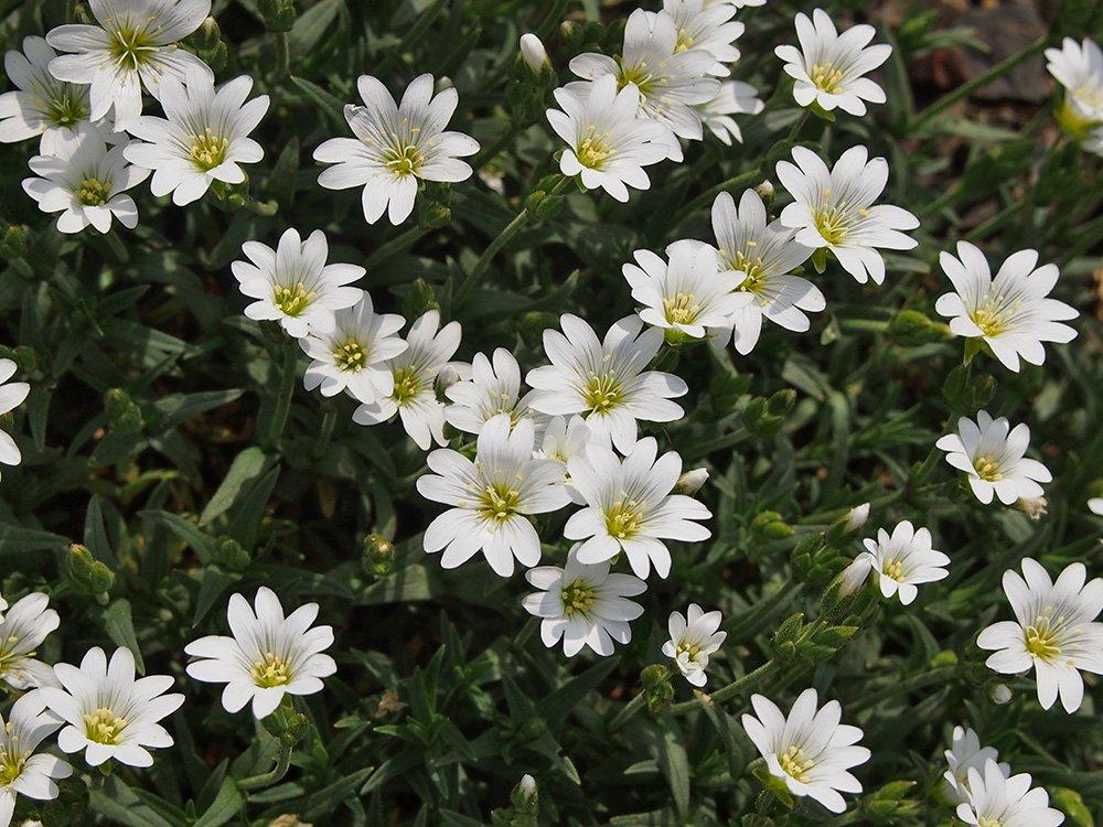 poznávačka (2. sloupec) Flashcards - Easy Notecards