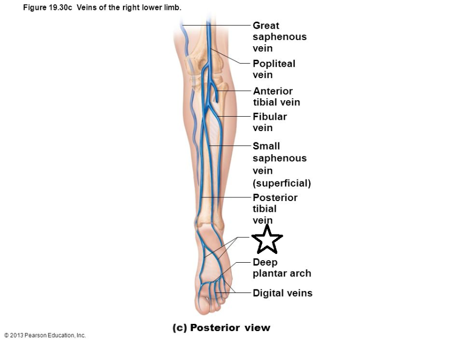 Lateral Plantar Vein