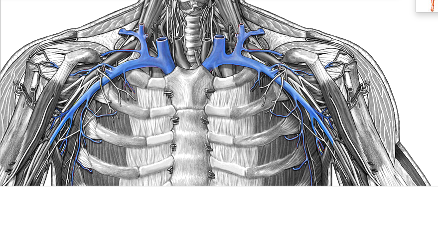 Brachiocephalicvein This Diagram Shows The Veins