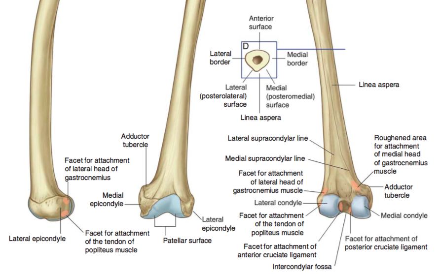 Medial Femoral Epicondyle