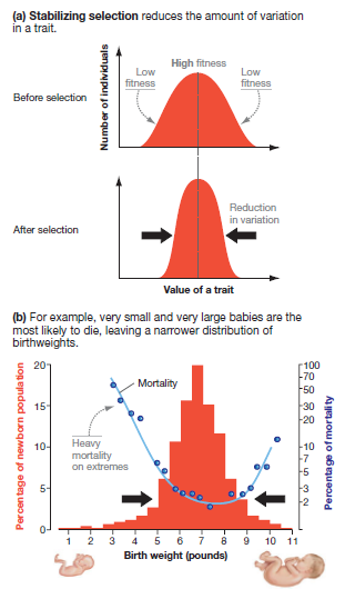 Heterozygote Advantage Graph