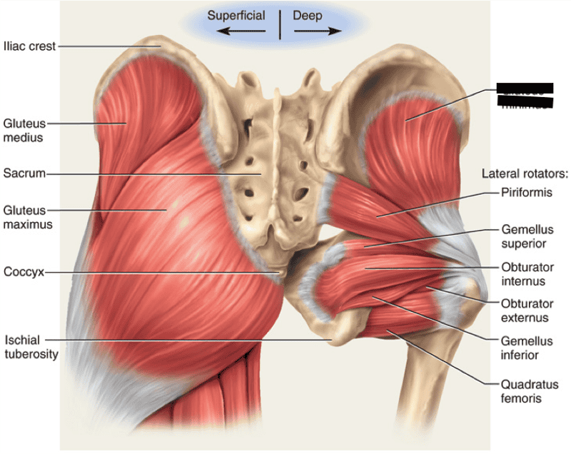 Print Lower Extremity Muscles Flashcards Easy Notecards