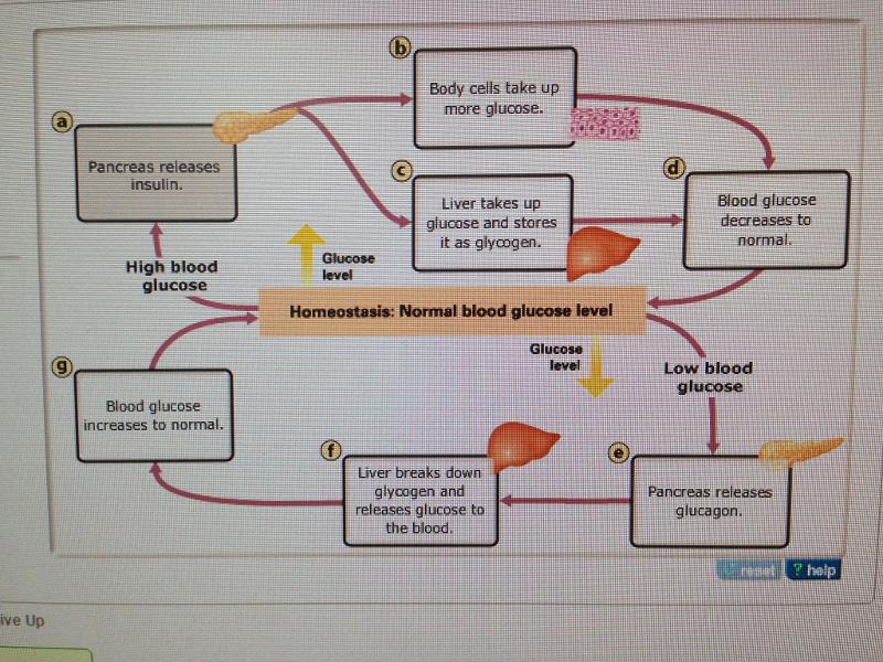 Chapter 16 Endocrine System Mastering Flashcards Easy Notecards