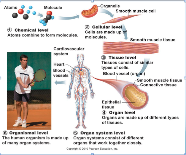 Alostasis; Carga Alostática