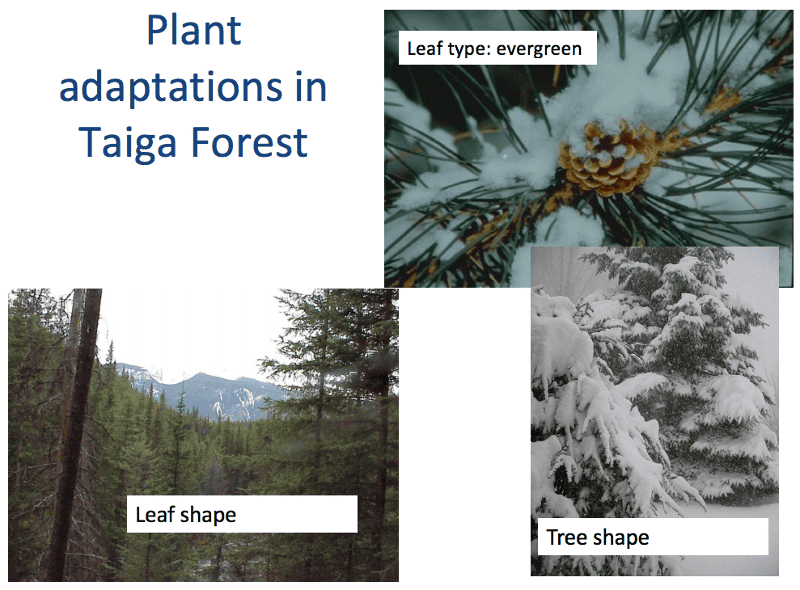 Taiga Plant Adaptations Sciencing