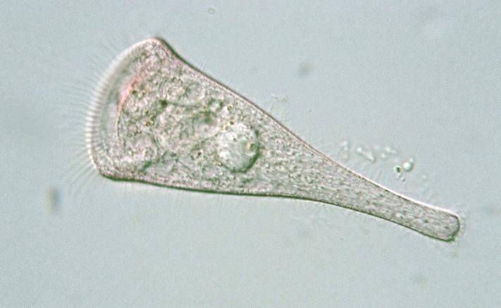 Unikonta Supergroup UWL Website