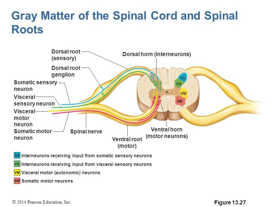 Where Are Somatic Motor Neurons Located Infoupdate