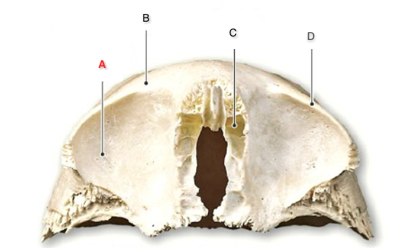 Fossa Bone Marking