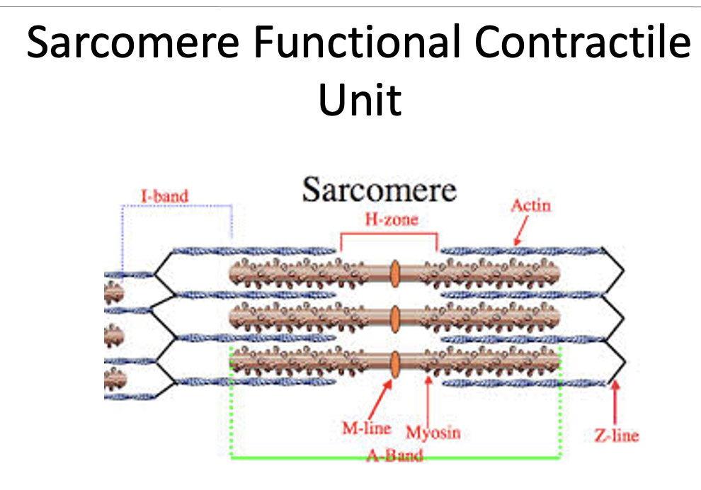 Anatomy week 1 - communicating about the body Flashcards - Easy Notecards